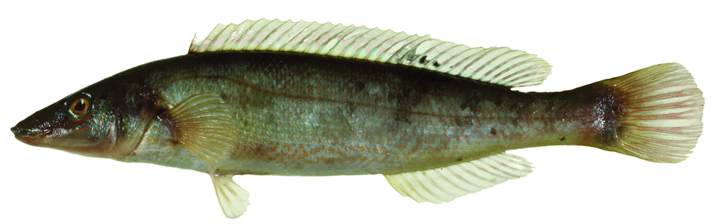 Blue Weed-Whiting | FRDC